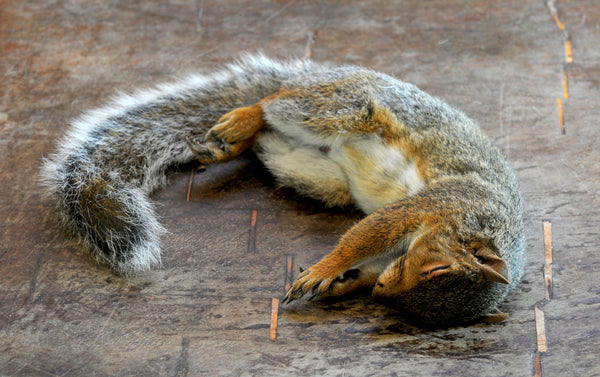 Buy Squirrel Meat Online | Wild Meat Company